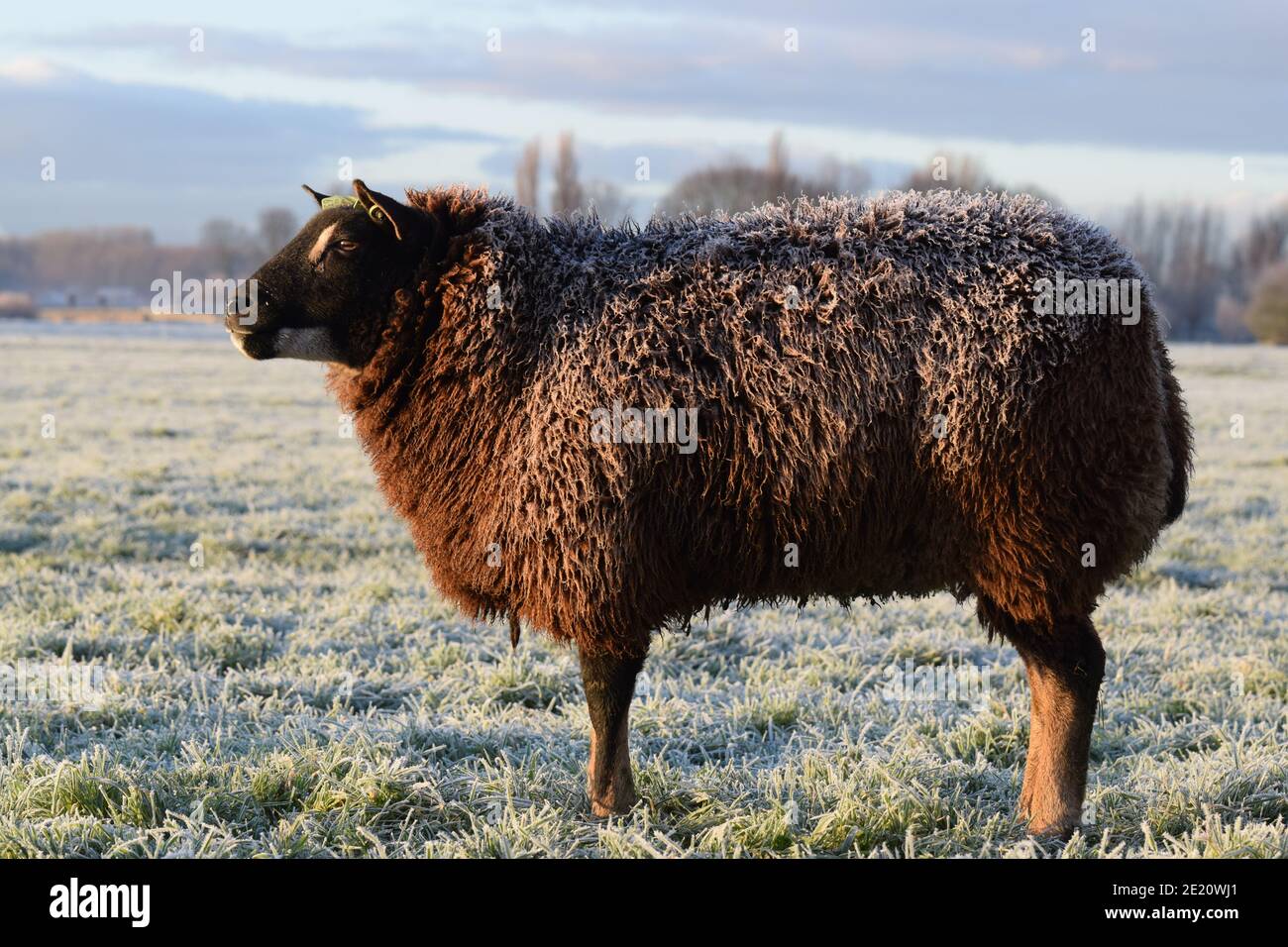 Badgerface sheep hi-res stock photography and images - Alamy