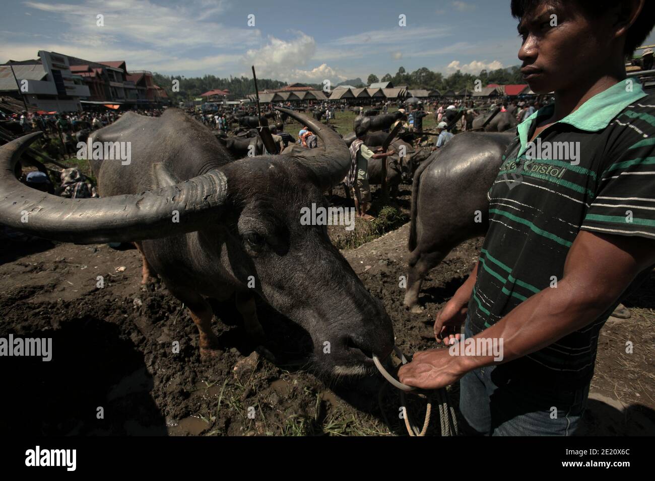 Buffalo Meat High Resolution Stock Photography and Images - Alamy
