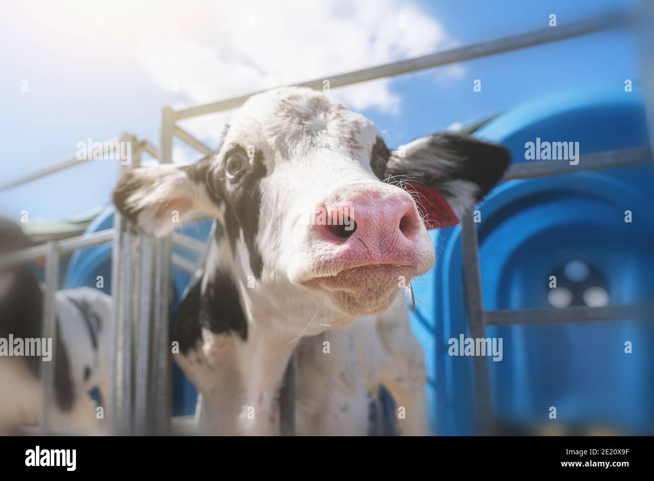 Selective breeding cattle hi-res stock photography and images - Alamy