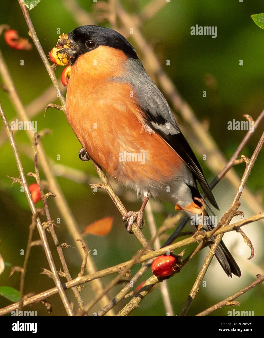Bullfinch bird hi-res stock photography and images - Alamy