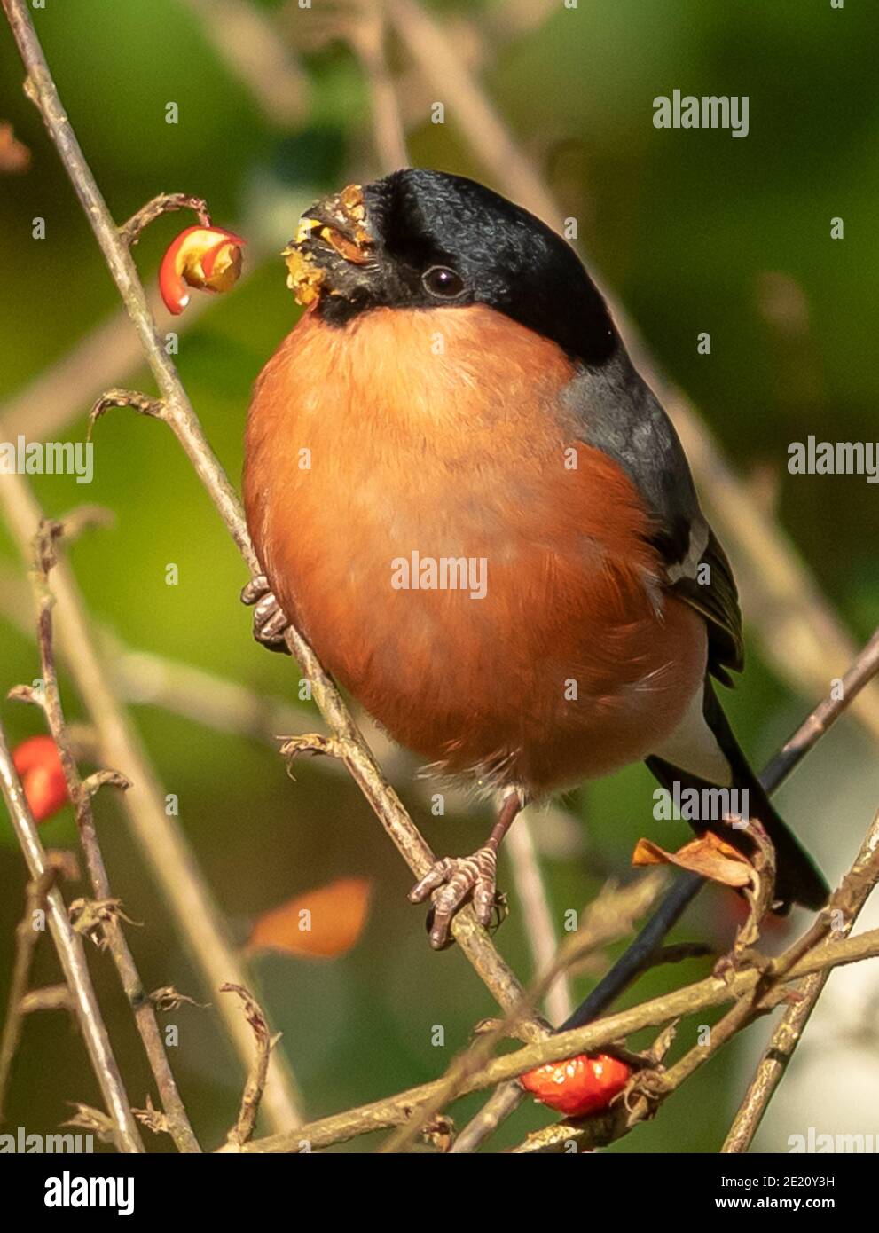 Bullfinch bird hi-res stock photography and images - Alamy