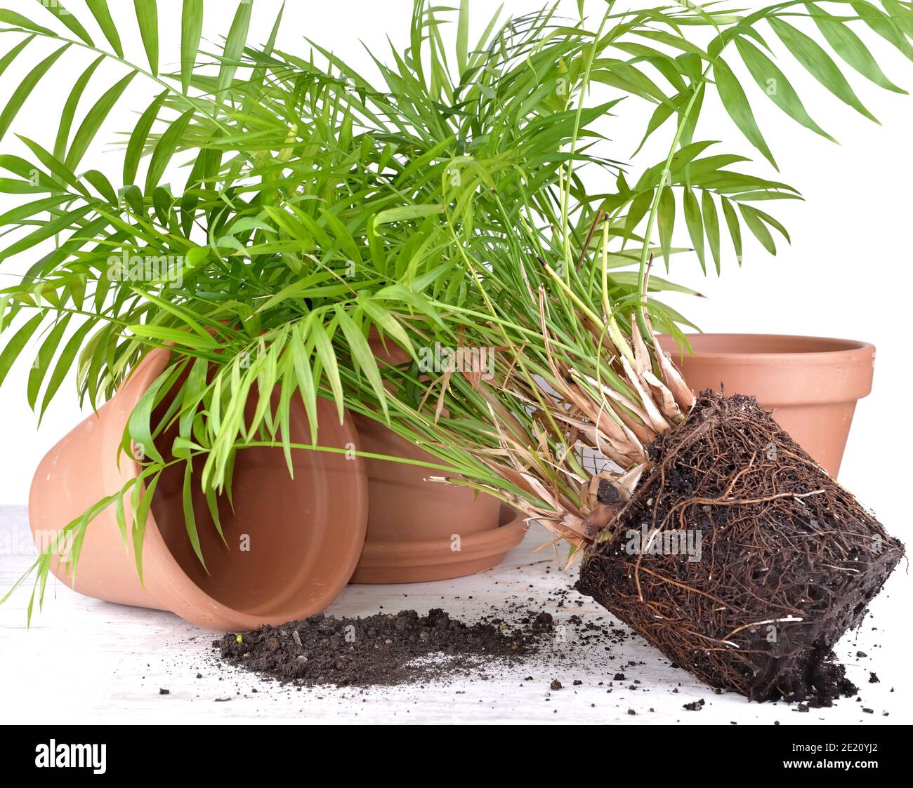 green houseplant with terra cotta pots on a table for repotting Stock ...