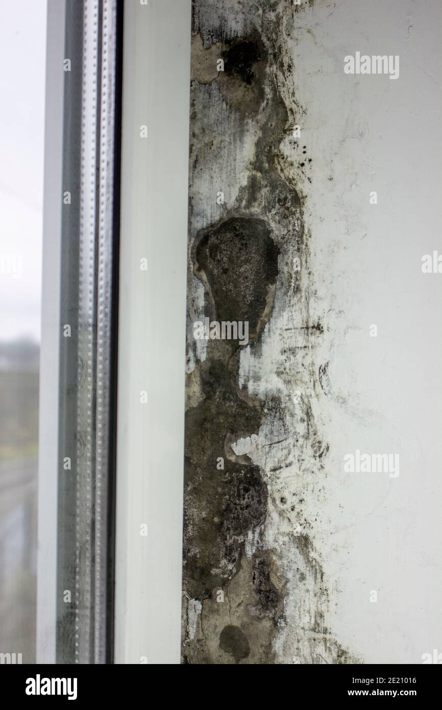 Mold near the windows, fungus on the walls of the house. Metal-plastic ...