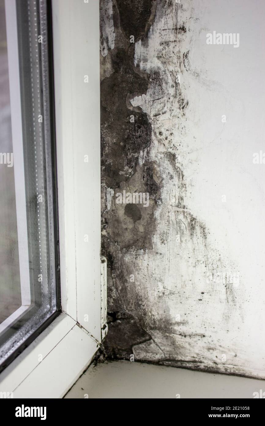 Mold near the windows, fungus on the walls of the house. Metal-plastic ...