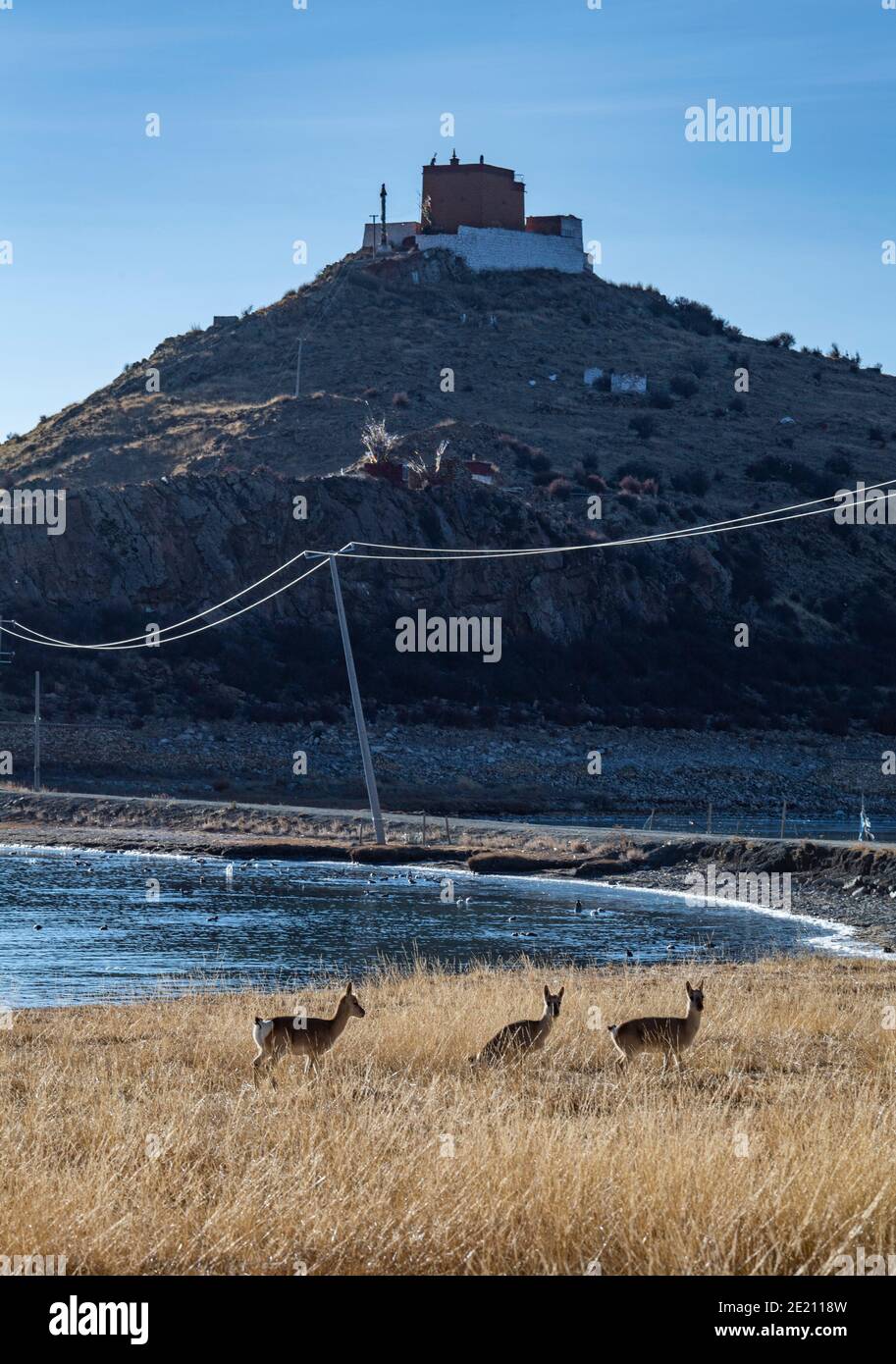 Lhasa. 10th Jan, 2021. Photo taken on Jan. 10, 2021 shows Tibetan ...