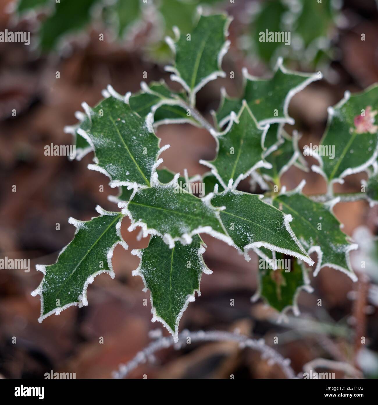 Holly covered in frost hi-res stock photography and images - Alamy