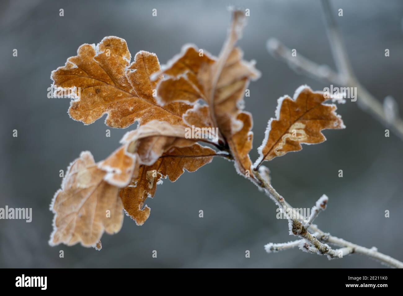 Frozen leaves of an Oak tree covered with frost Stock Photo - Alamy