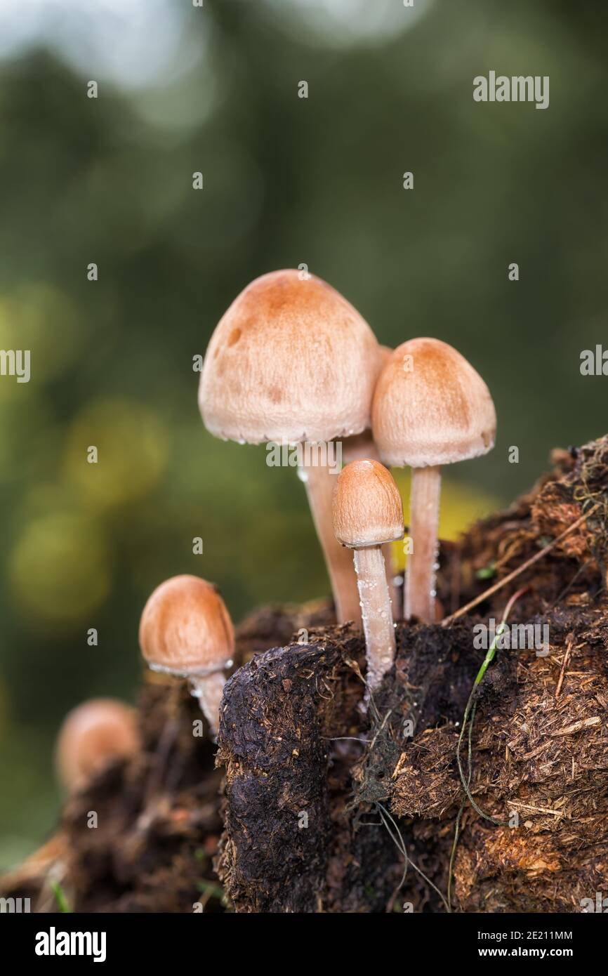 Fungi on cow dung hi-res stock photography and images - Alamy