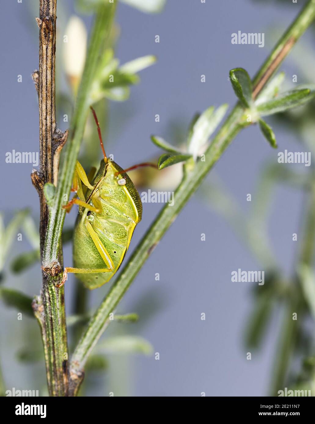 Vertical shot of green stink bug on a stein their natural environment ...