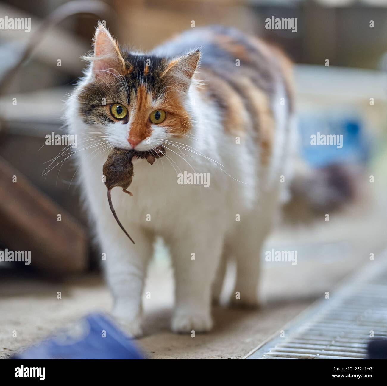 Norwegian forest cat catching a mouse Stock Photo - Alamy