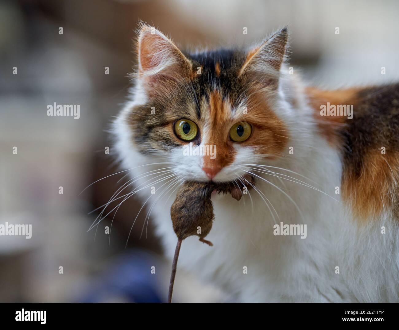 Norwegian forest cat catching a mouse Stock Photo - Alamy