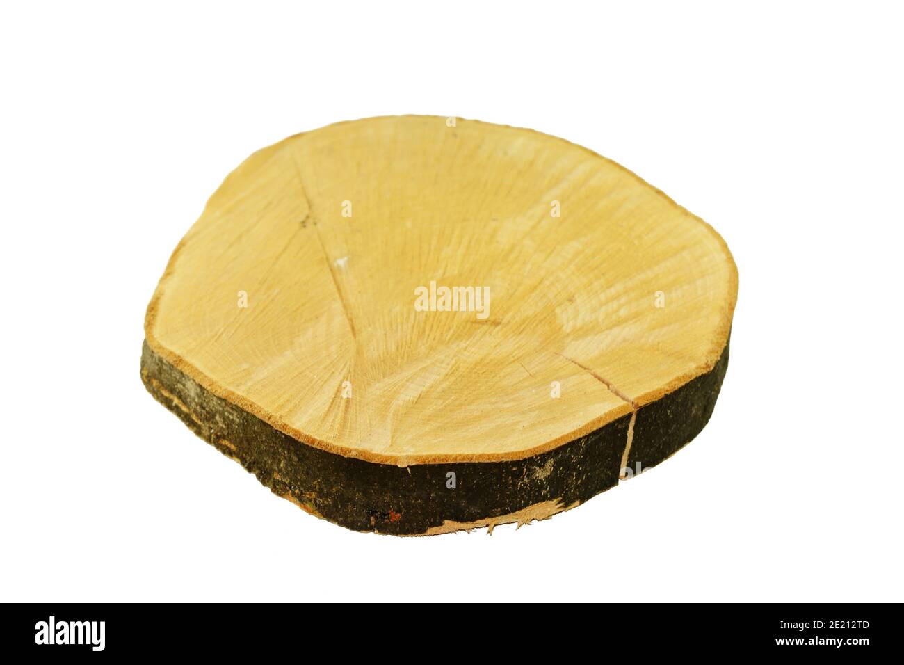 Rough log circle cut isolated on white background. cross section of ...