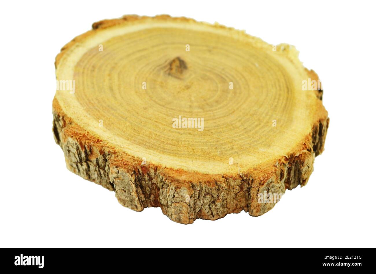 Rough log circle cut isolated on white background. cross section of ...