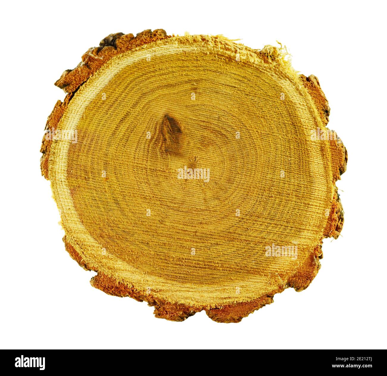 Rough log circle cut isolated on white background. cross section of ...