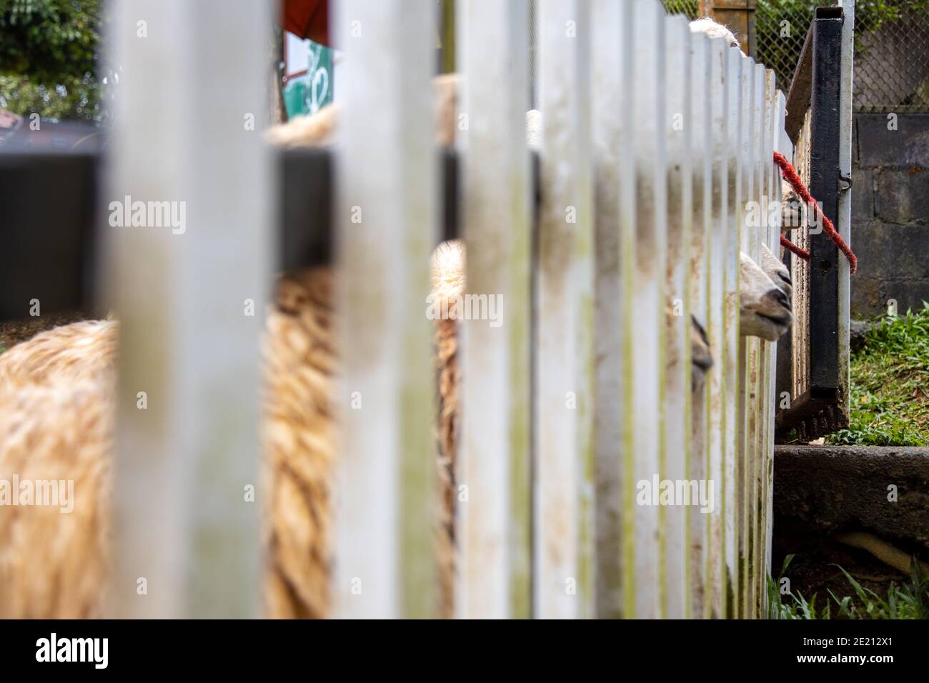 sheep stick their oses through a white wooden fence. close-up Stock ...
