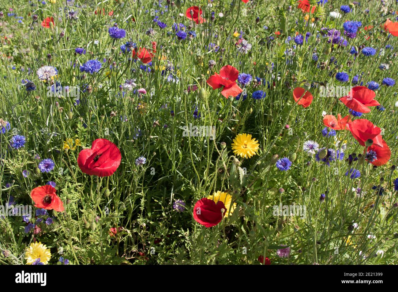 Wild Meadow Flowers Stock Photo - Alamy