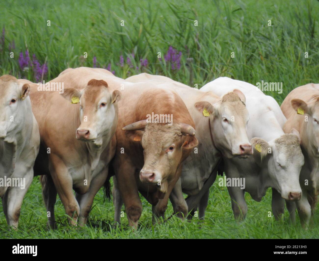 Group of cattle walking on a meadow Stock Photo - Alamy