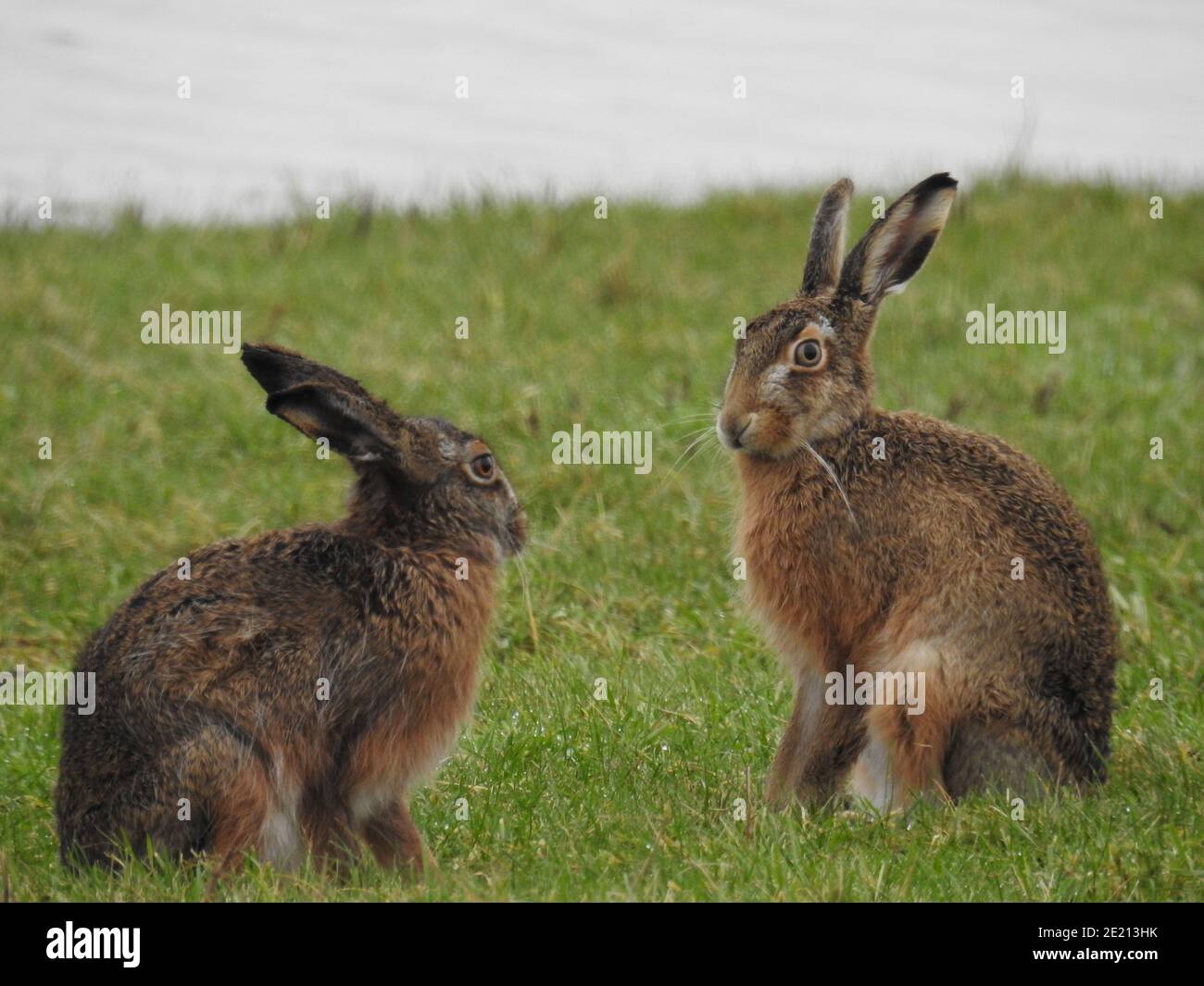 Two beautiful brown hares hi-res stock photography and images - Alamy