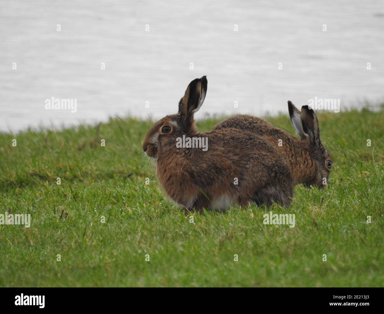 Two beautiful brown hares hi-res stock photography and images - Alamy