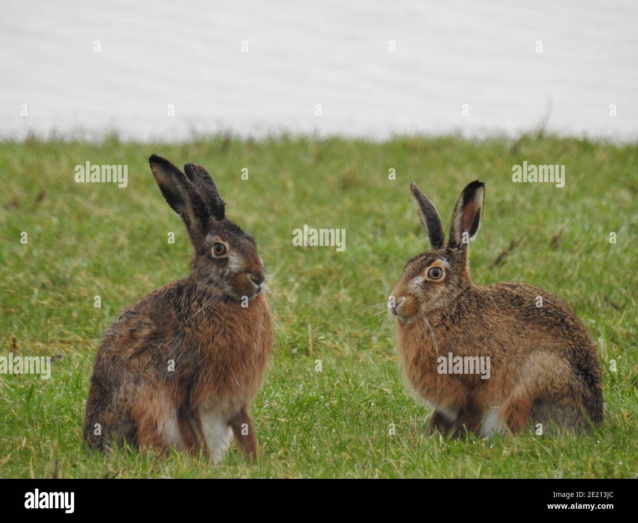 Two beautiful brown hares hi-res stock photography and images - Alamy