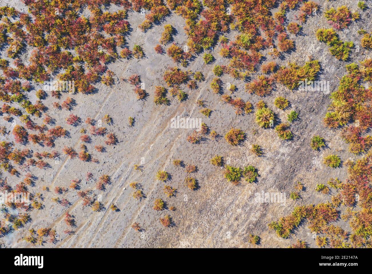 Abstract nature background. Top view of a dry estuary with plants. Land ...
