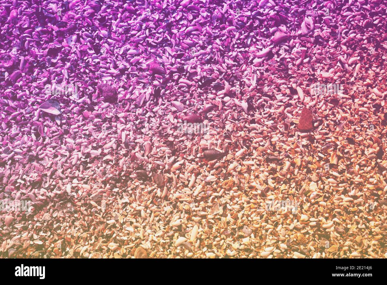 Abstract nature colorful shells background. Gradient color. Beach ...