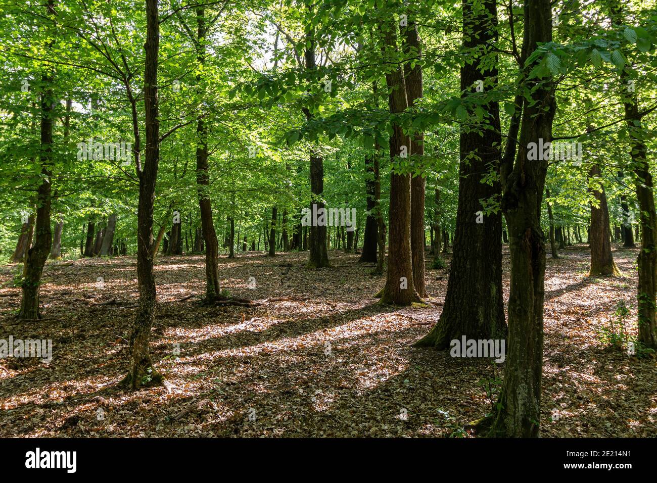 Springtime in a sessile oak (Quercus petraea) forest in Hungary Stock ...
