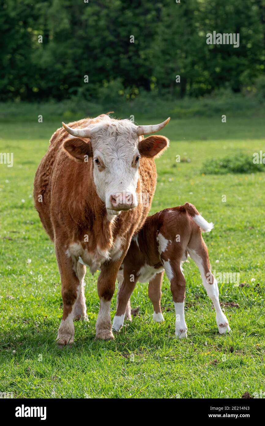 Typical hungarian cow family in springtime in a farm in Hungary Stock ...