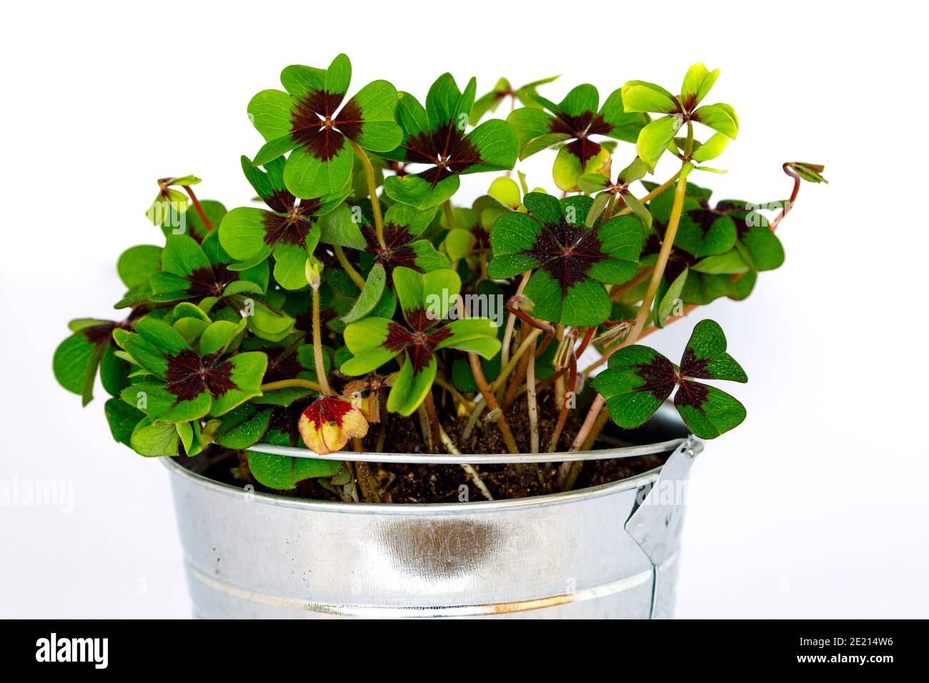 Clover Pot High Resolution Stock Photography and Images - Alamy