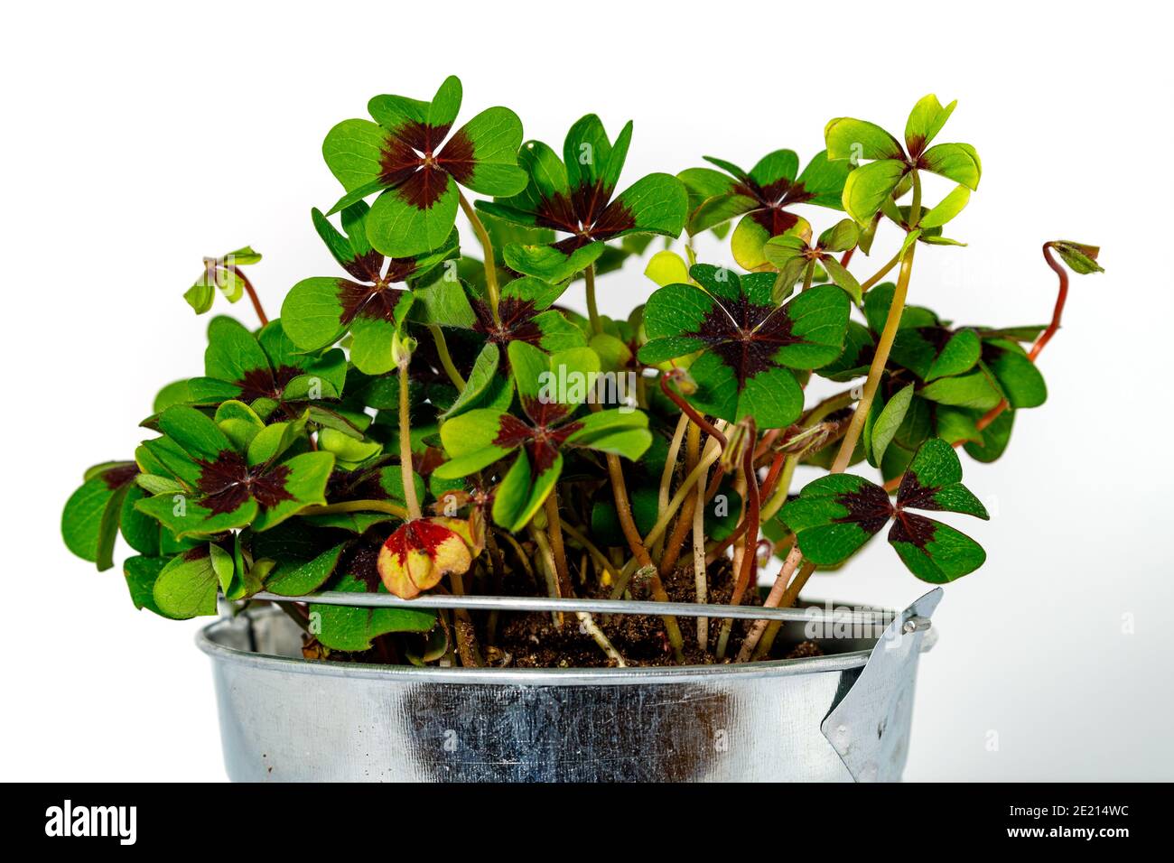 Green Lucky clover in a pot Stock Photo - Alamy