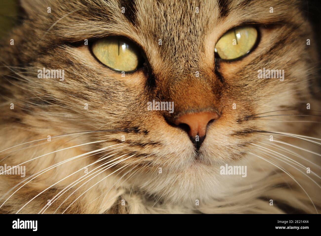 Selective focus closeup of a tabby cat's face Stock Photo - Alamy