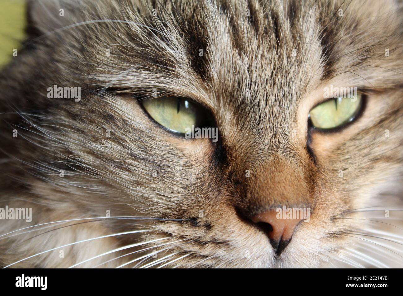 Selective focus closeup of a tabby cat's face Stock Photo - Alamy