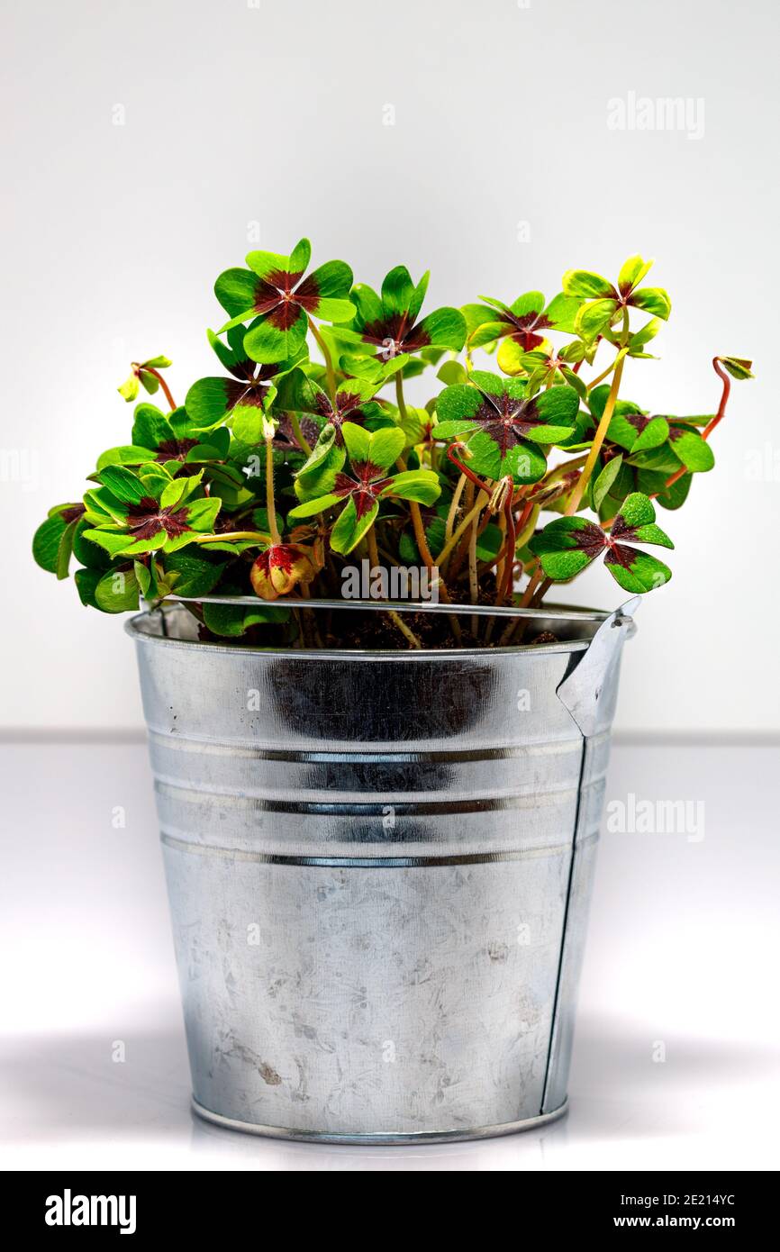 Clover pot hi-res stock photography and images - Alamy