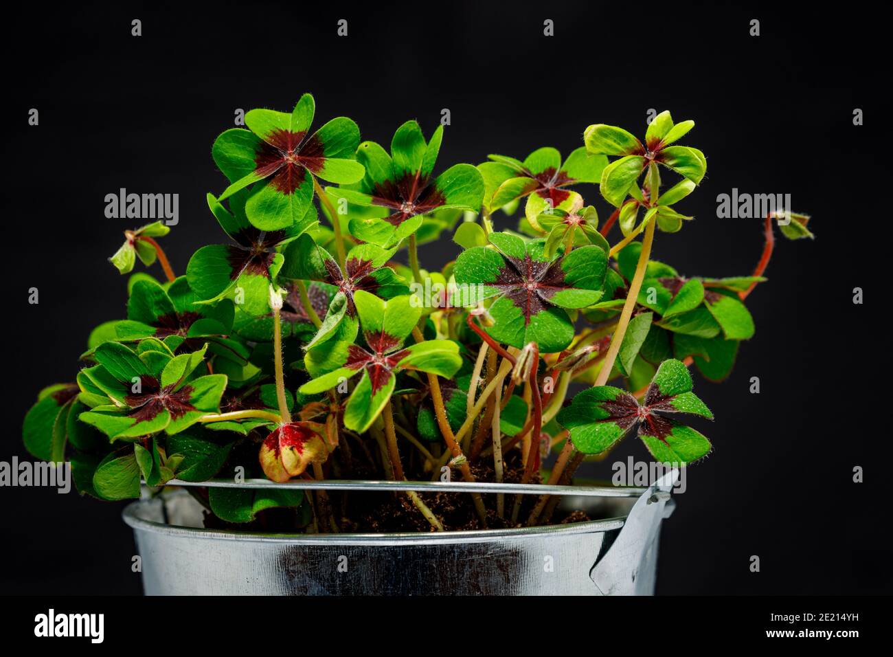 Clover pot hi-res stock photography and images - Alamy
