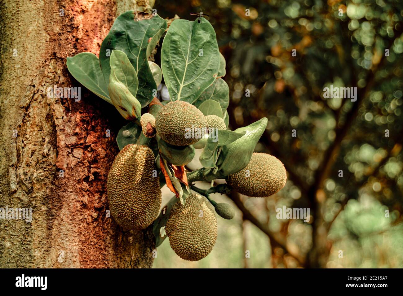 Soft focus of young jackfruit fruits hanging from a tree trunk Stock ...