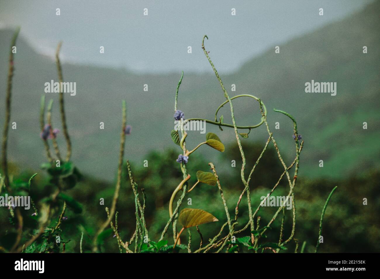 Coiling vines hi-res stock photography and images - Alamy