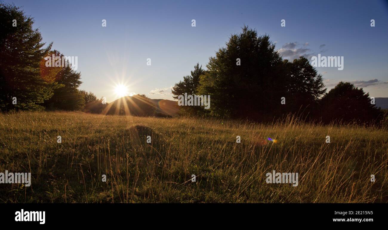 Golden field and thick trees at sunlight Stock Photo - Alamy