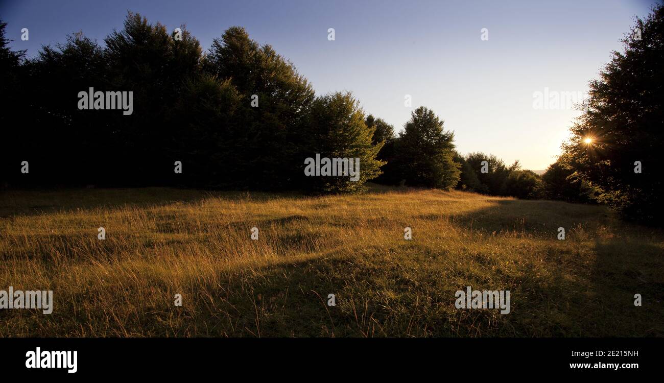 Golden field and thick trees at sunlight Stock Photo - Alamy