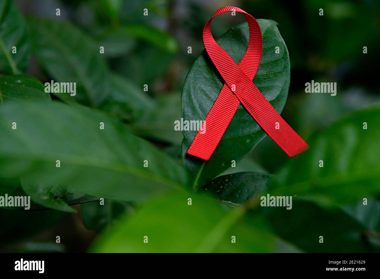 Red ribbon on the green leaf. World Cancer Day concept Stock Photo - Alamy