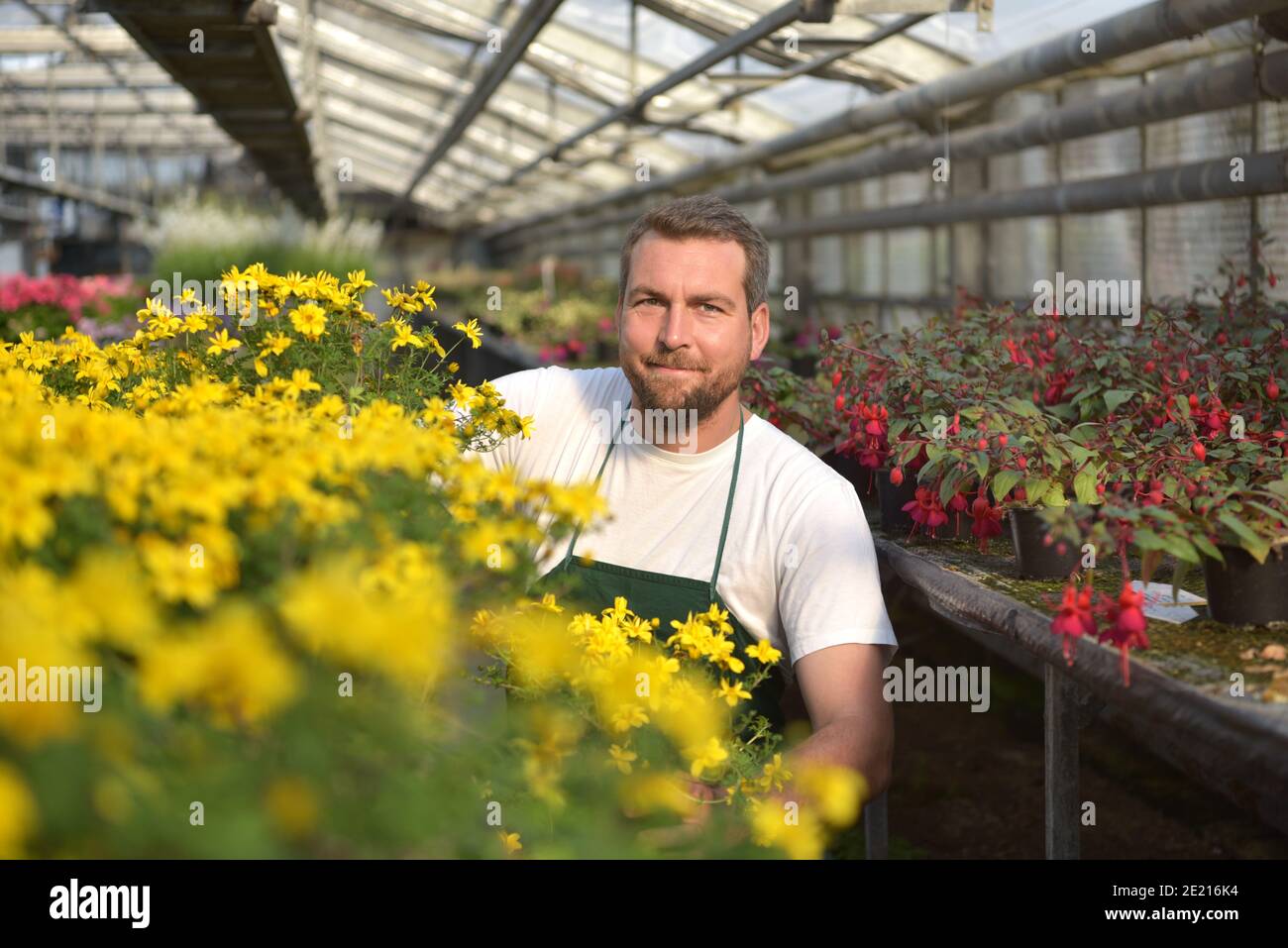 happy worker growing flowers in a greenhouse of a flower shop Stock ...
