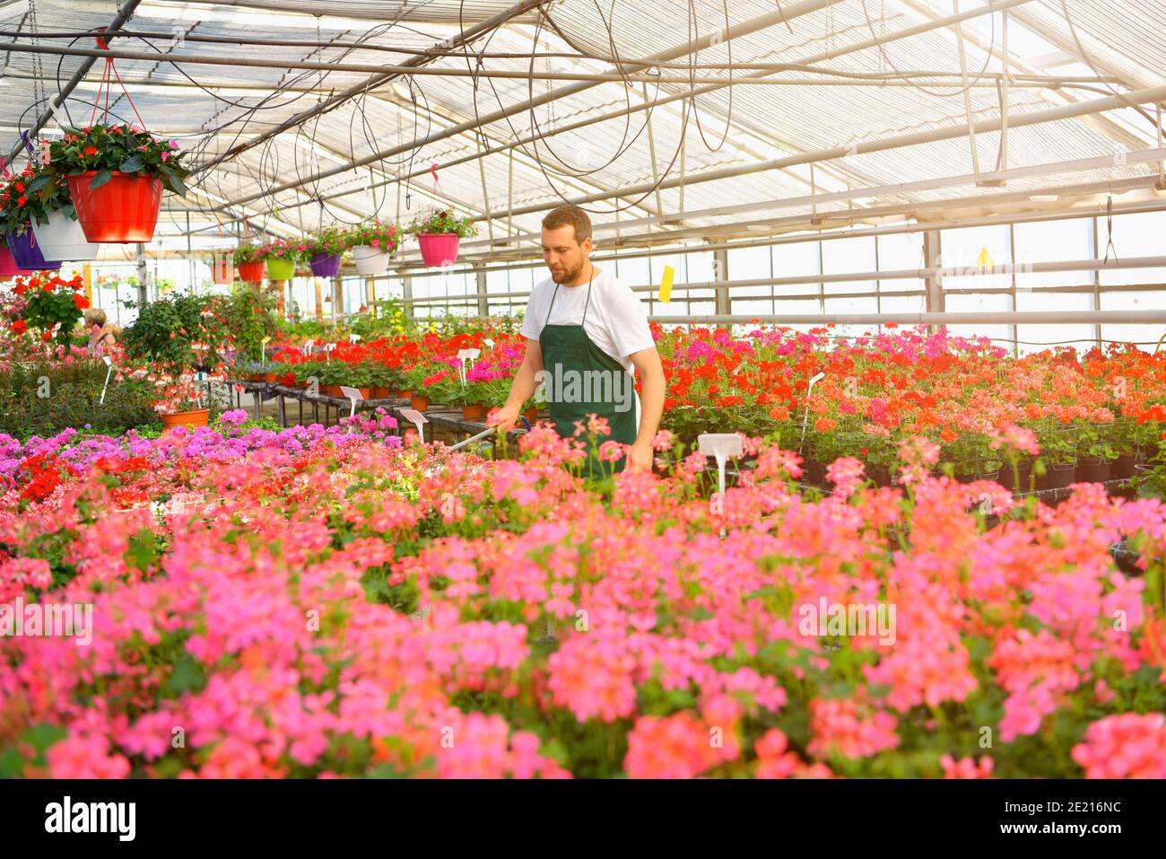 happy worker growing flowers in a greenhouse of a flower shop Stock ...