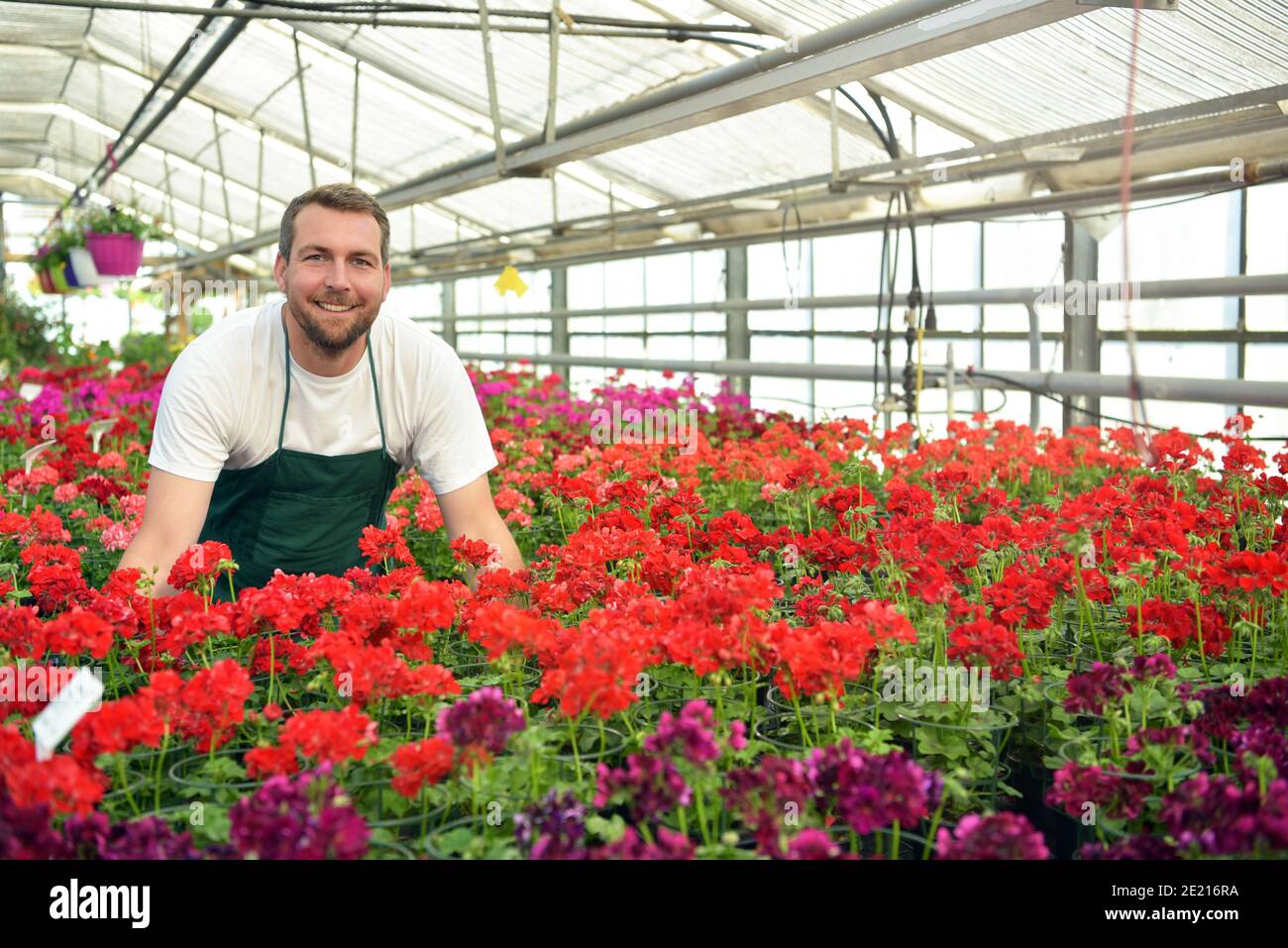 happy worker growing flowers in a greenhouse of a flower shop Stock ...