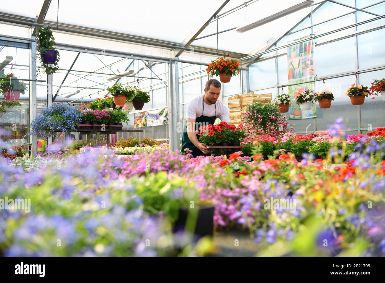 happy worker growing flowers in a greenhouse of a flower shop Stock ...