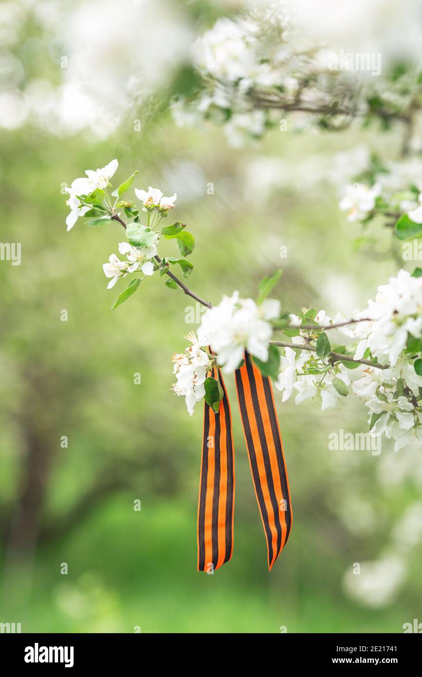 St. George's ribbon and white spring flowers. Symbol of Victory Day ...