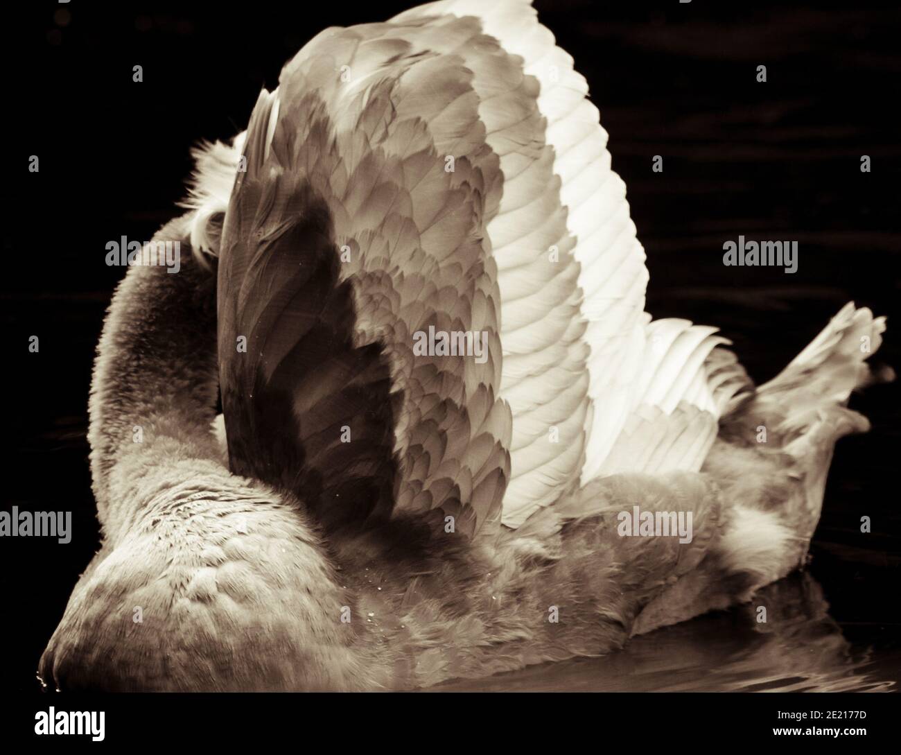 Swan in monochrome hi-res stock photography and images - Alamy