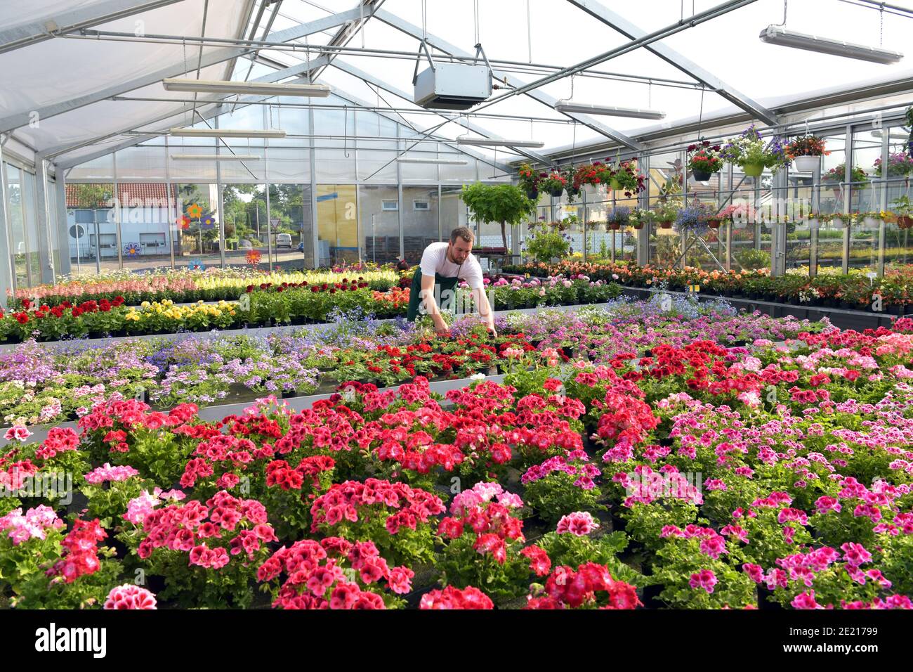 happy worker growing flowers in a greenhouse of a flower shop Stock ...