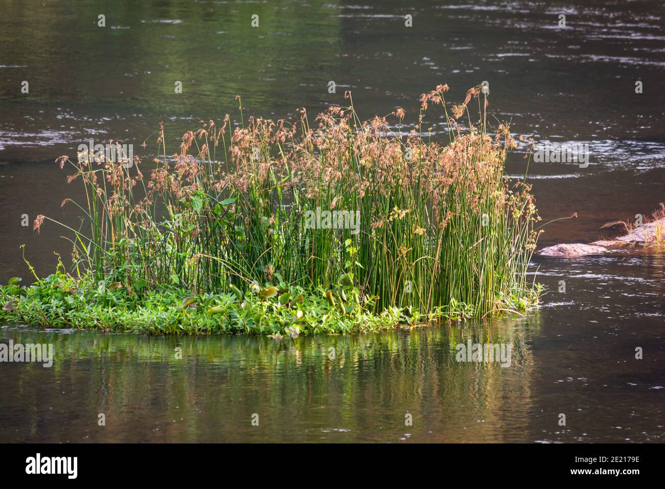 Bharathappuzha hi-res stock photography and images - Alamy