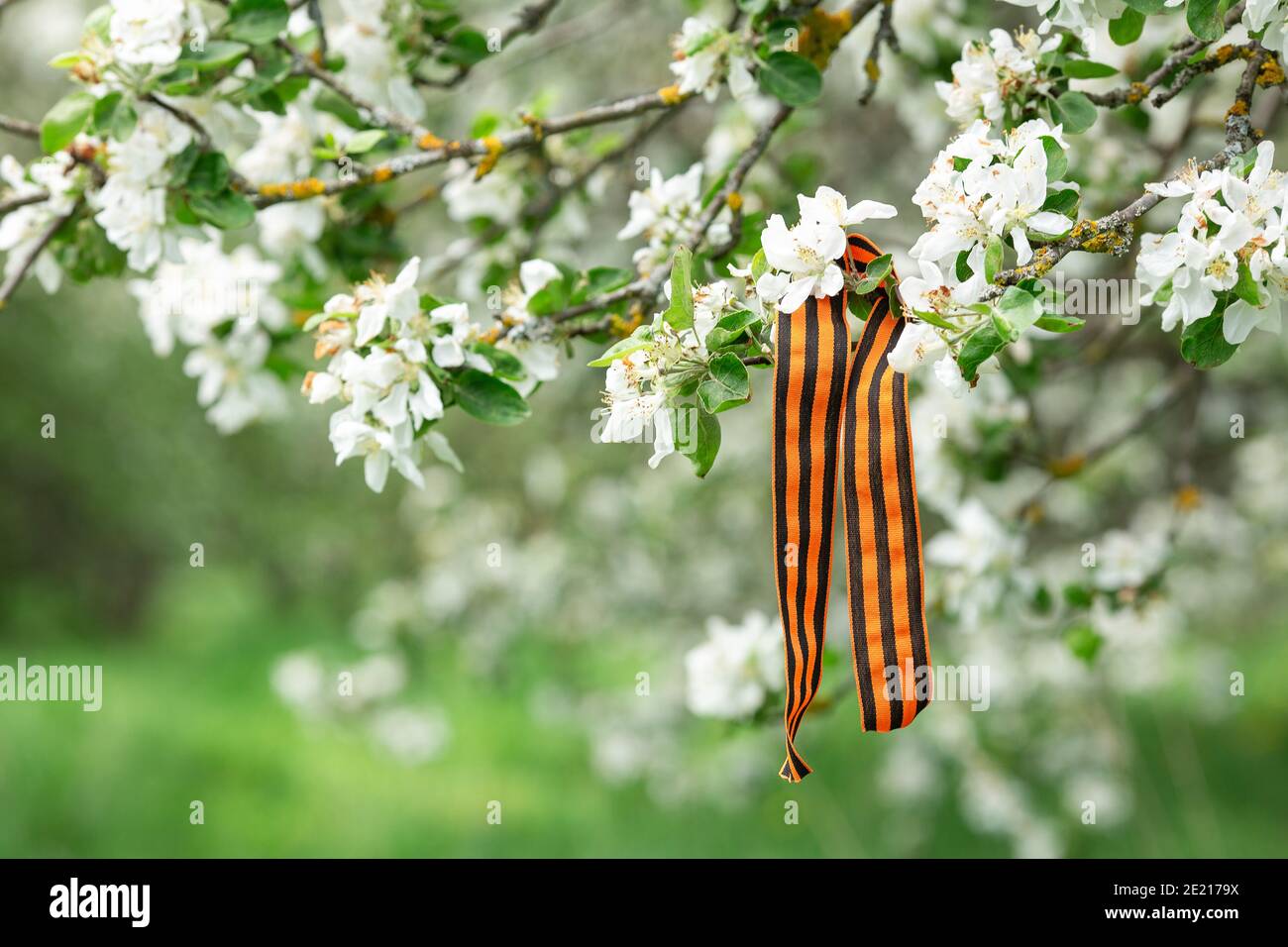 Tree with memorial ribbon hi-res stock photography and images - Alamy