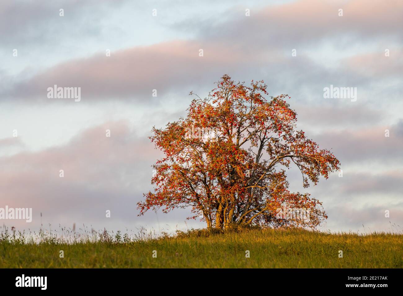 Lonely tree in a field against the cloudy sky during sunset Stock Photo ...