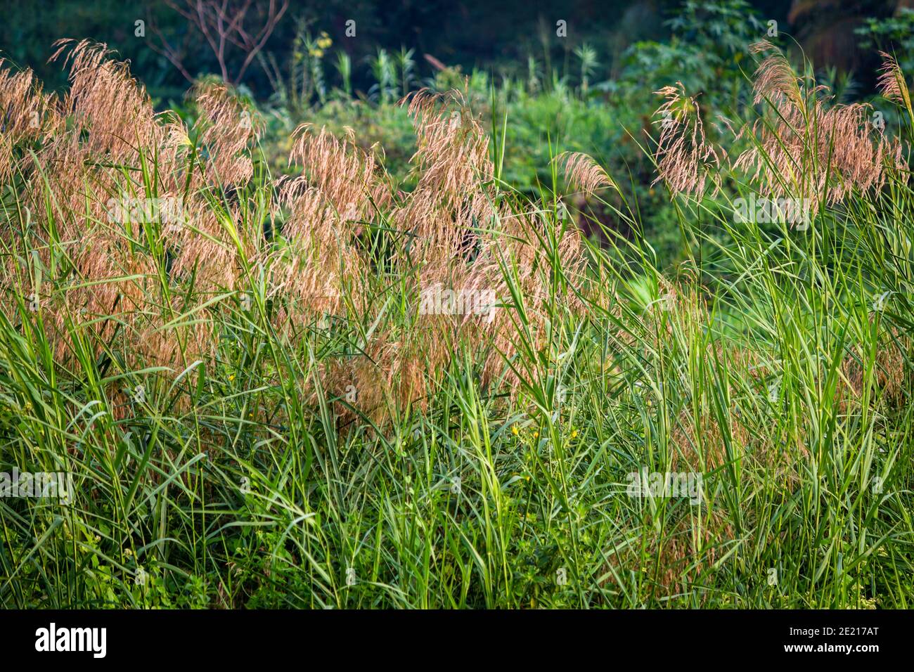 View of green vegetation along the Bharathappuzha River (also known as ...